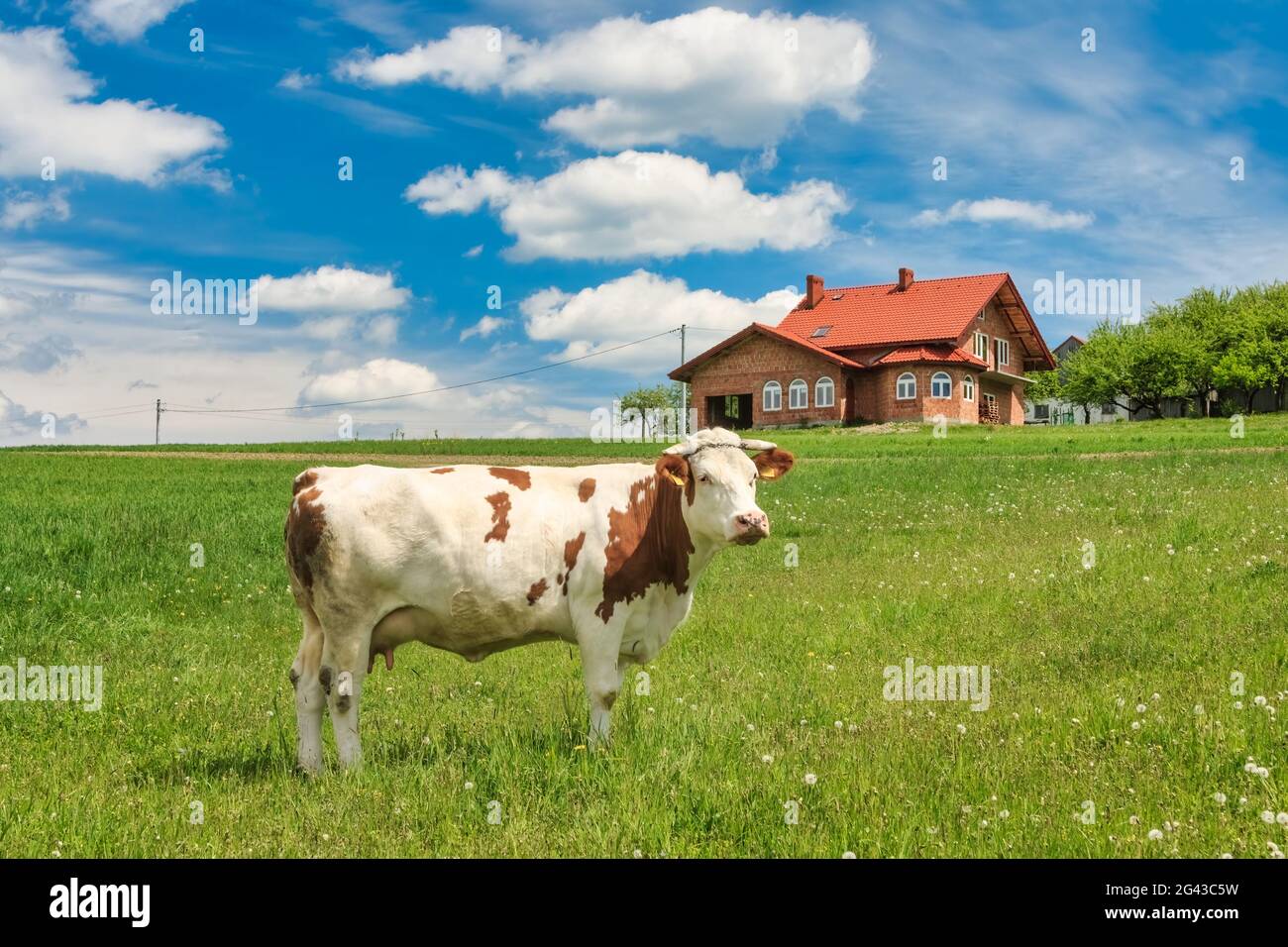 Cow in the countryside hi-res stock photography and images - Alamy