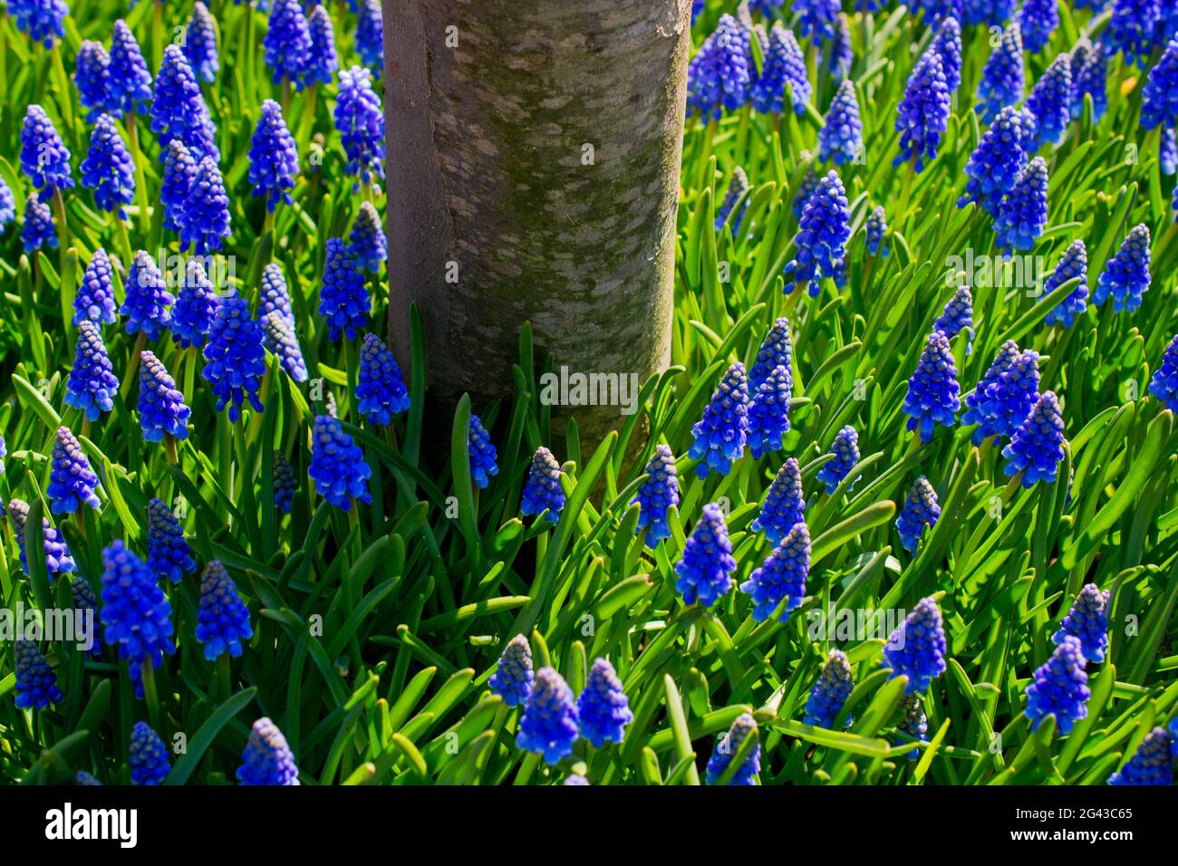 Wild flowers in nature Stock Photo - Alamy
