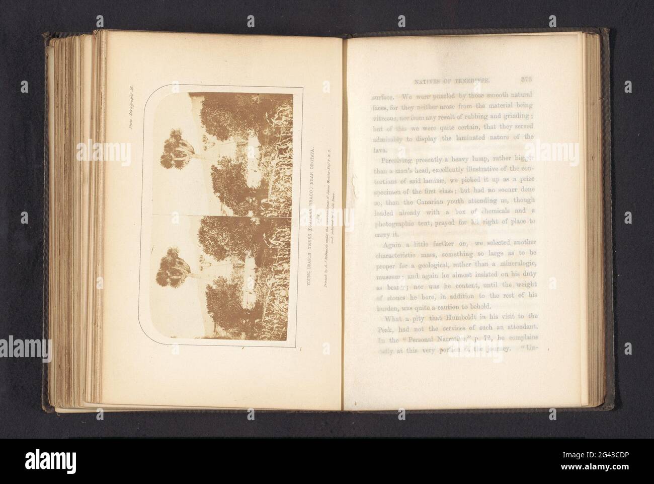 Young dragon trees hi-res stock photography and images - Alamy