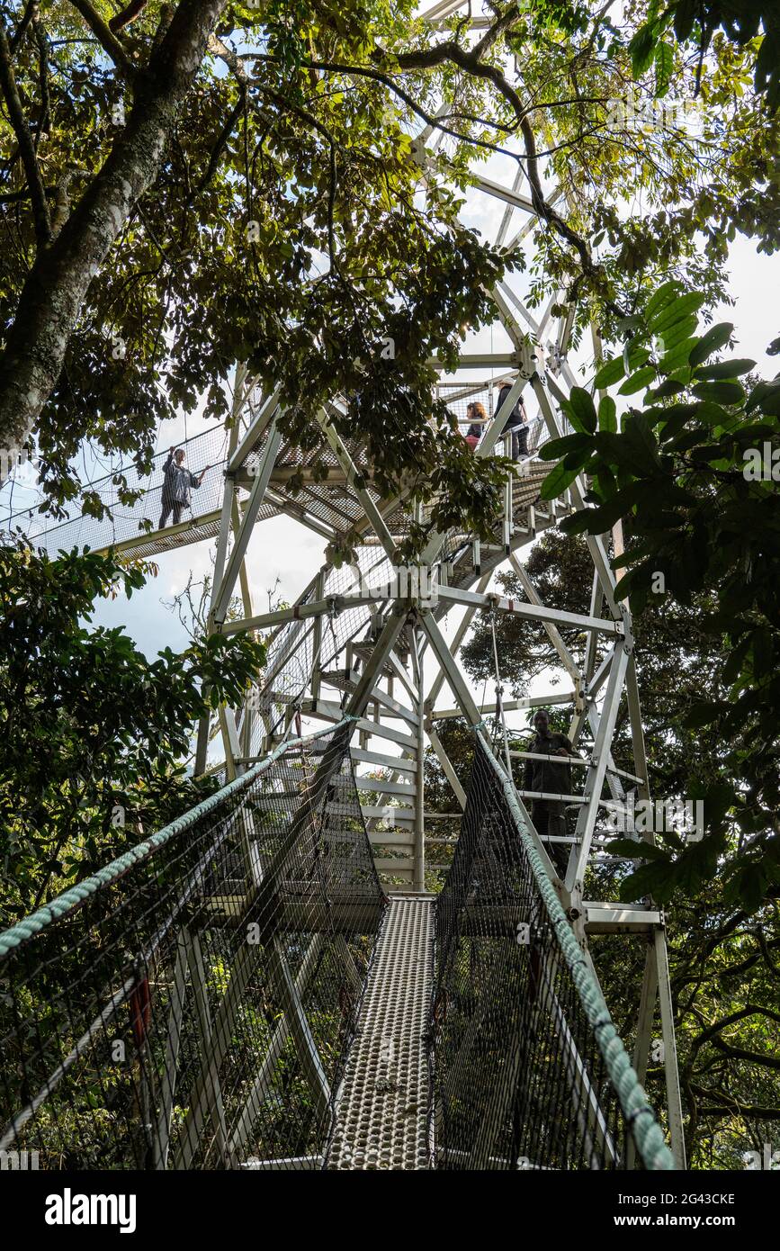 Stairs to the Canopy Walkway, Nyungwe Forest National Park, Western ...