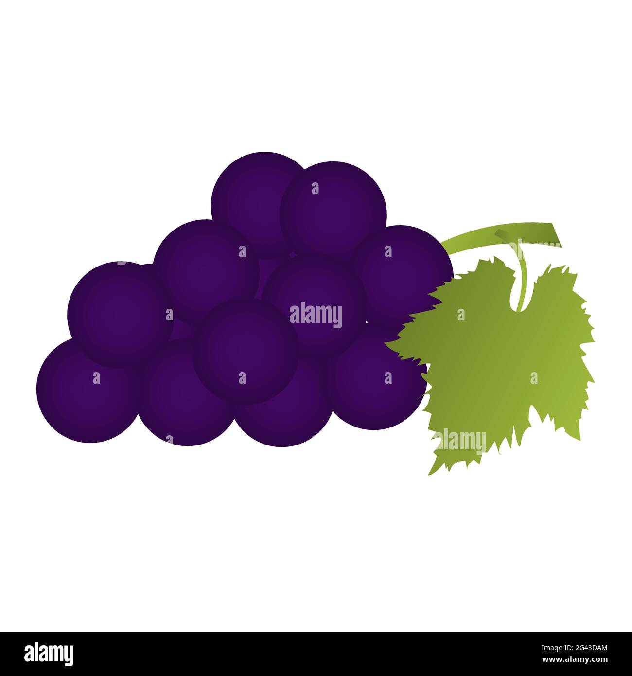 White grape cluster on Stock Vector Images - Alamy