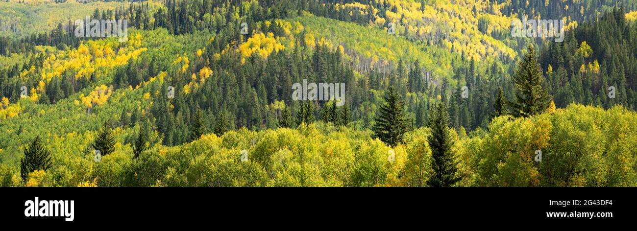 Aspen forest in autumn hi-res stock photography and images - Alamy