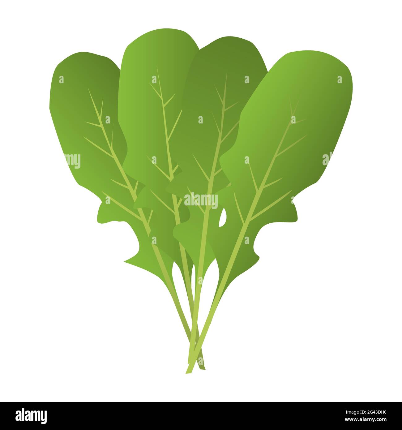 Rocket leaf isolated Stock Vector Images - Alamy