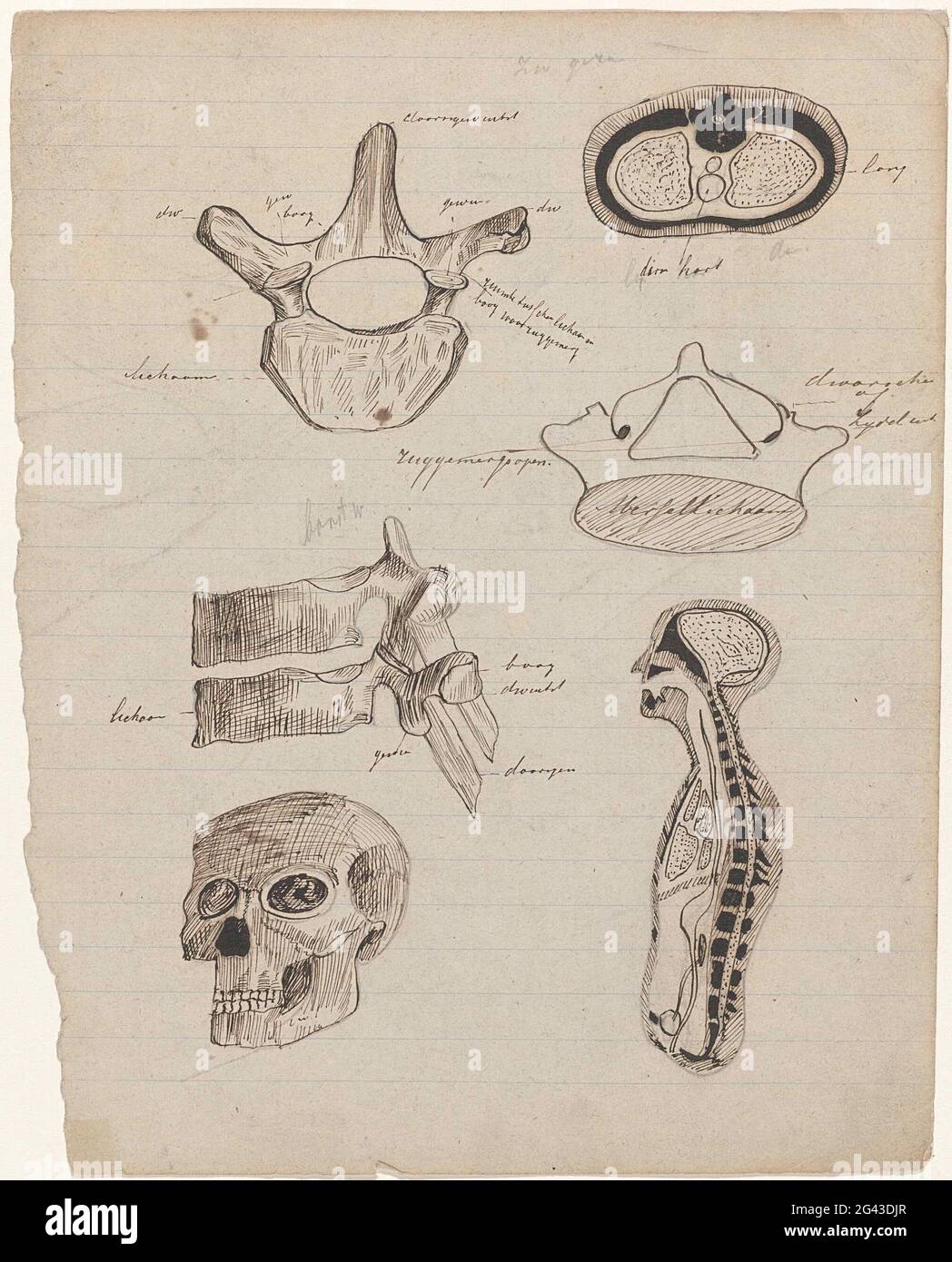 Studies of human anatomy Stock Photo - Alamy