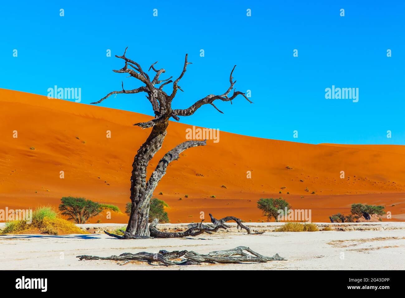 Big dead tree hi-res stock photography and images - Alamy