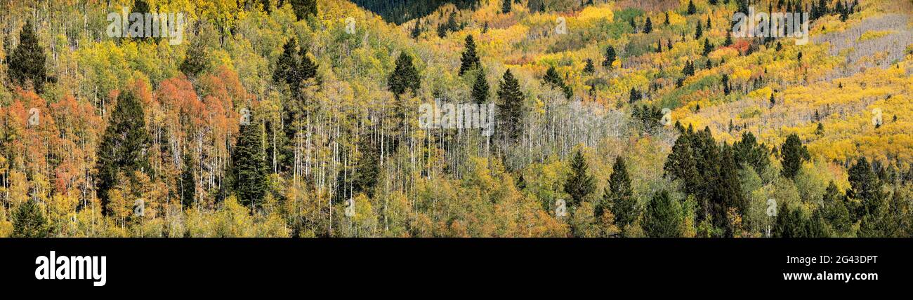 Aspen forest in autumn hi-res stock photography and images - Alamy
