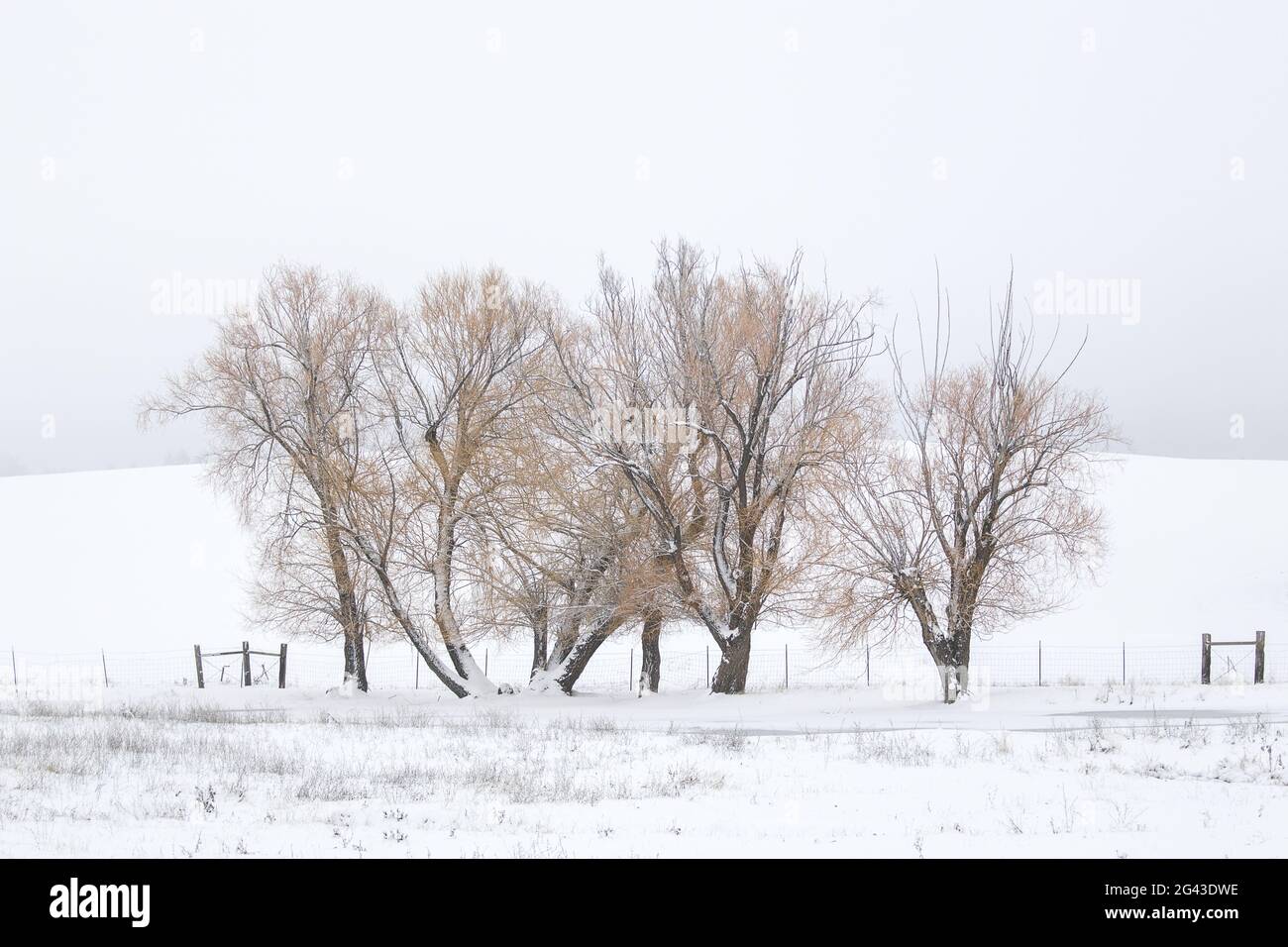 Stand of trees hi-res stock photography and images - Alamy