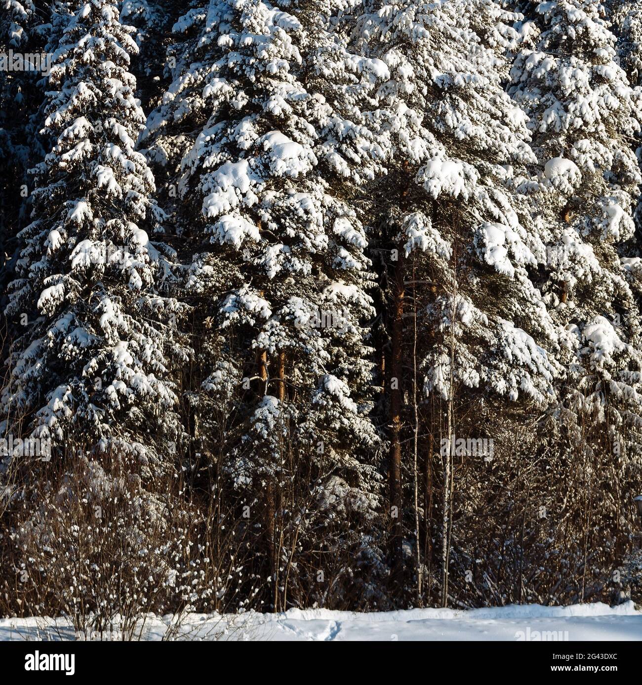 Russian forest landscape hi-res stock photography and images - Alamy