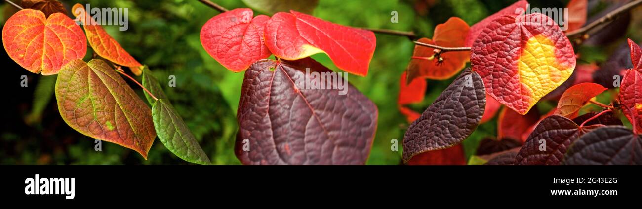 Orange colors in nature hi-res stock photography and images - Alamy