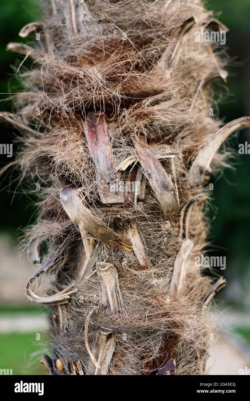 Close-up texture of the trunk of a palm tree with long fibers Stock ...