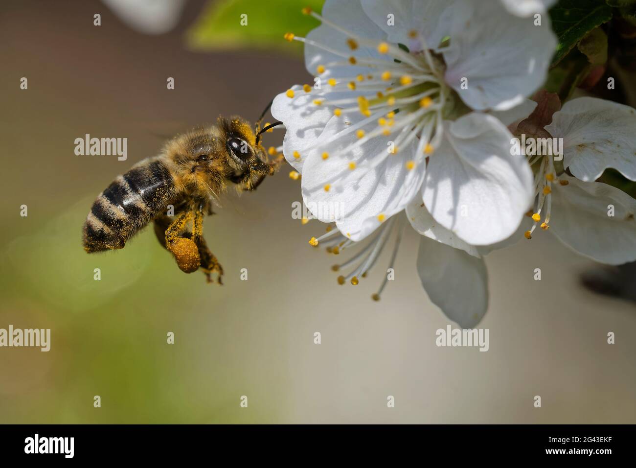 Pollinating fruit hi-res stock photography and images - Alamy