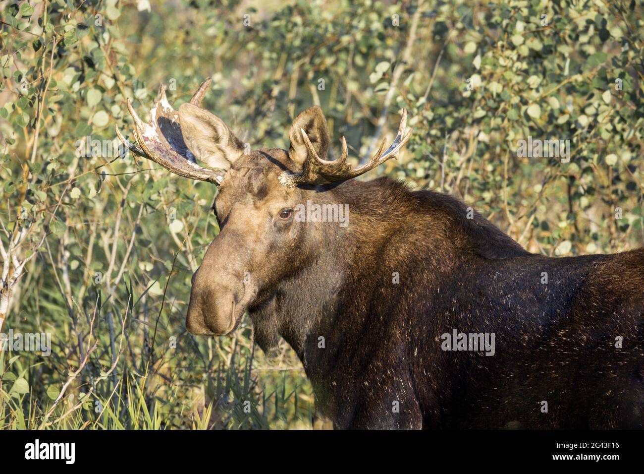 Moose washington hi-res stock photography and images - Alamy