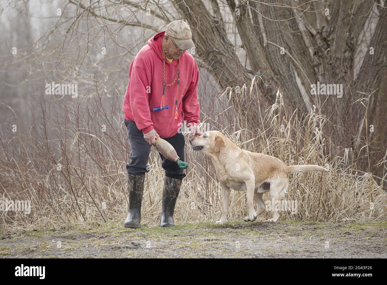 Bird dog hi-res stock photography and images - Alamy