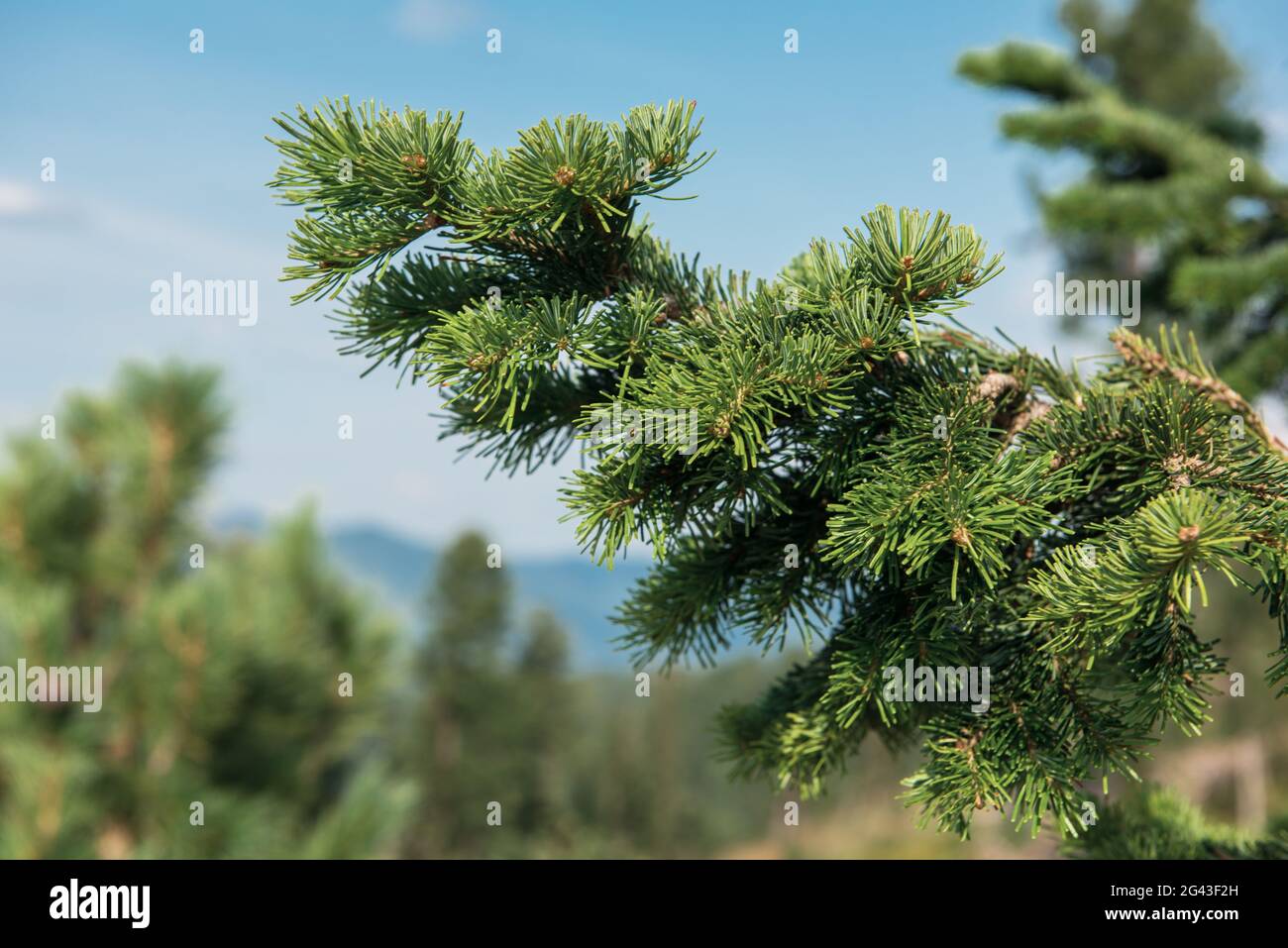 Siberian cedar closeup in Altai Stock Photo - Alamy