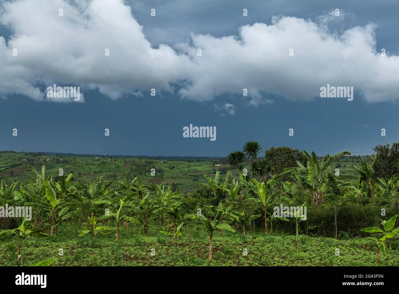 Banana trees, fertile fields and storm clouds, near Rwamagana, Eastern ...