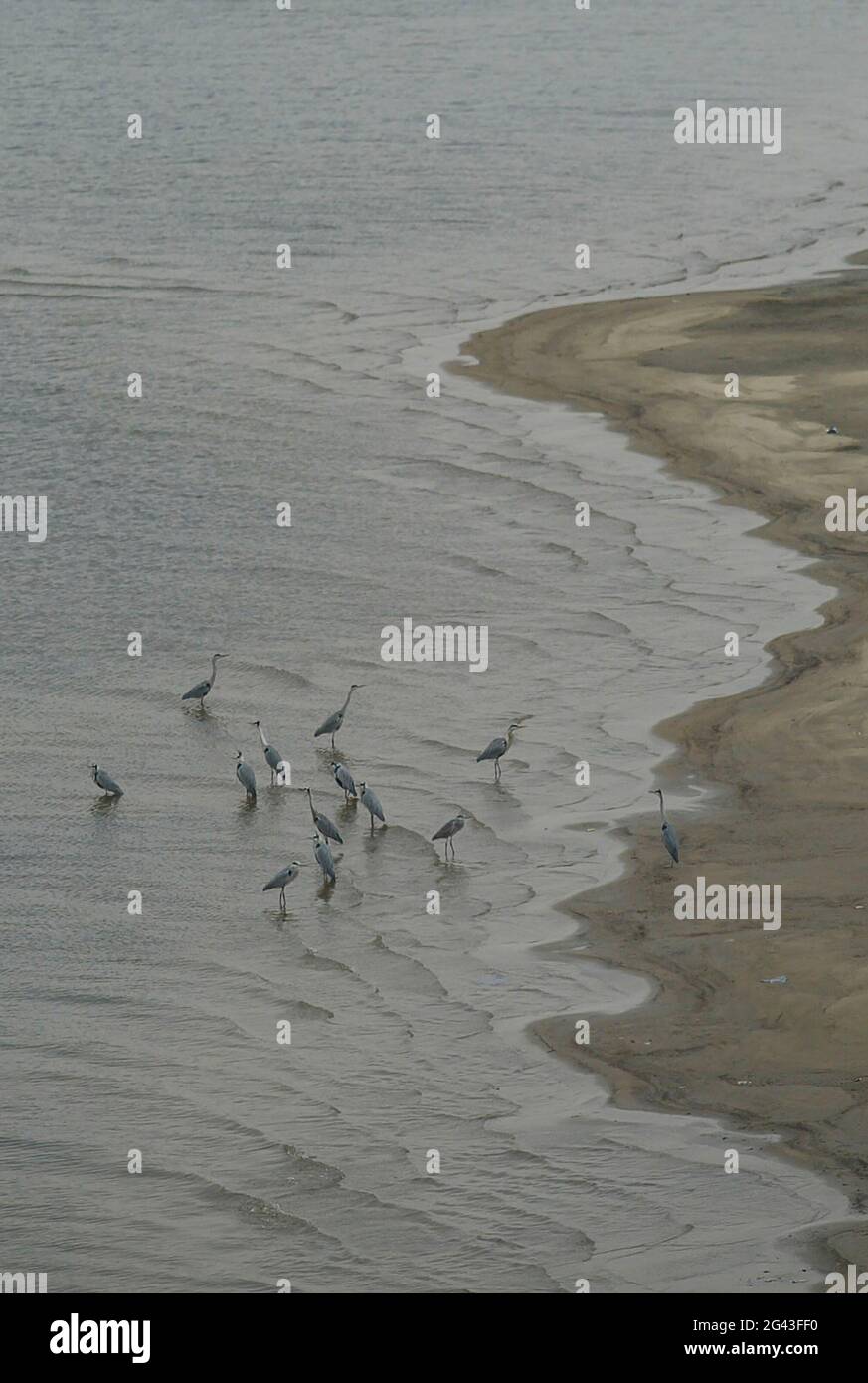 June 19, 2021-A Gery Heron looking for quarry near river dune at Han ...