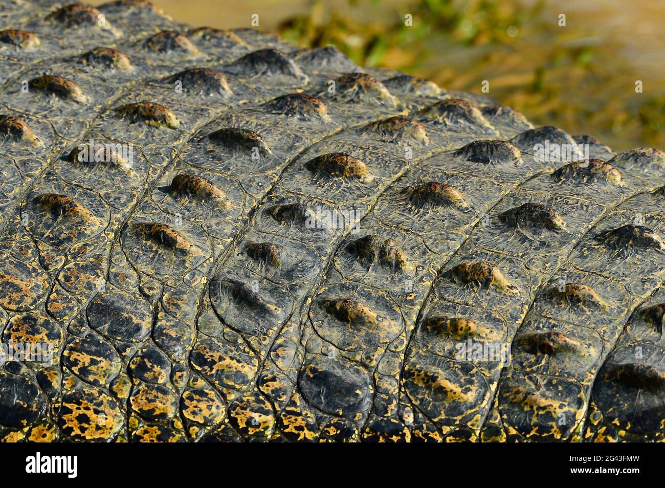 Crocodile Nobody Northern High Resolution Stock Photography and Images ...