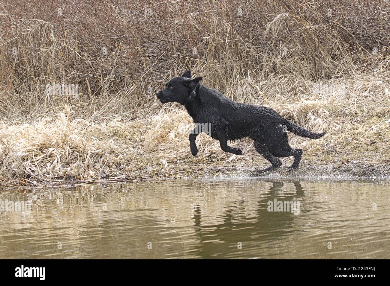 Black labrador leaping hi-res stock photography and images - Alamy