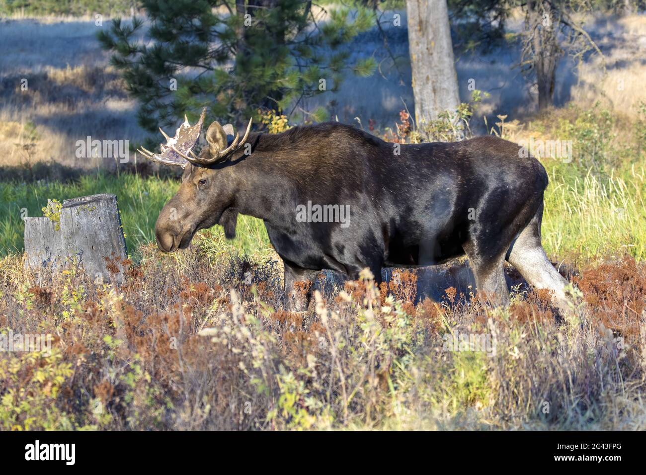 Moose washington hi-res stock photography and images - Alamy