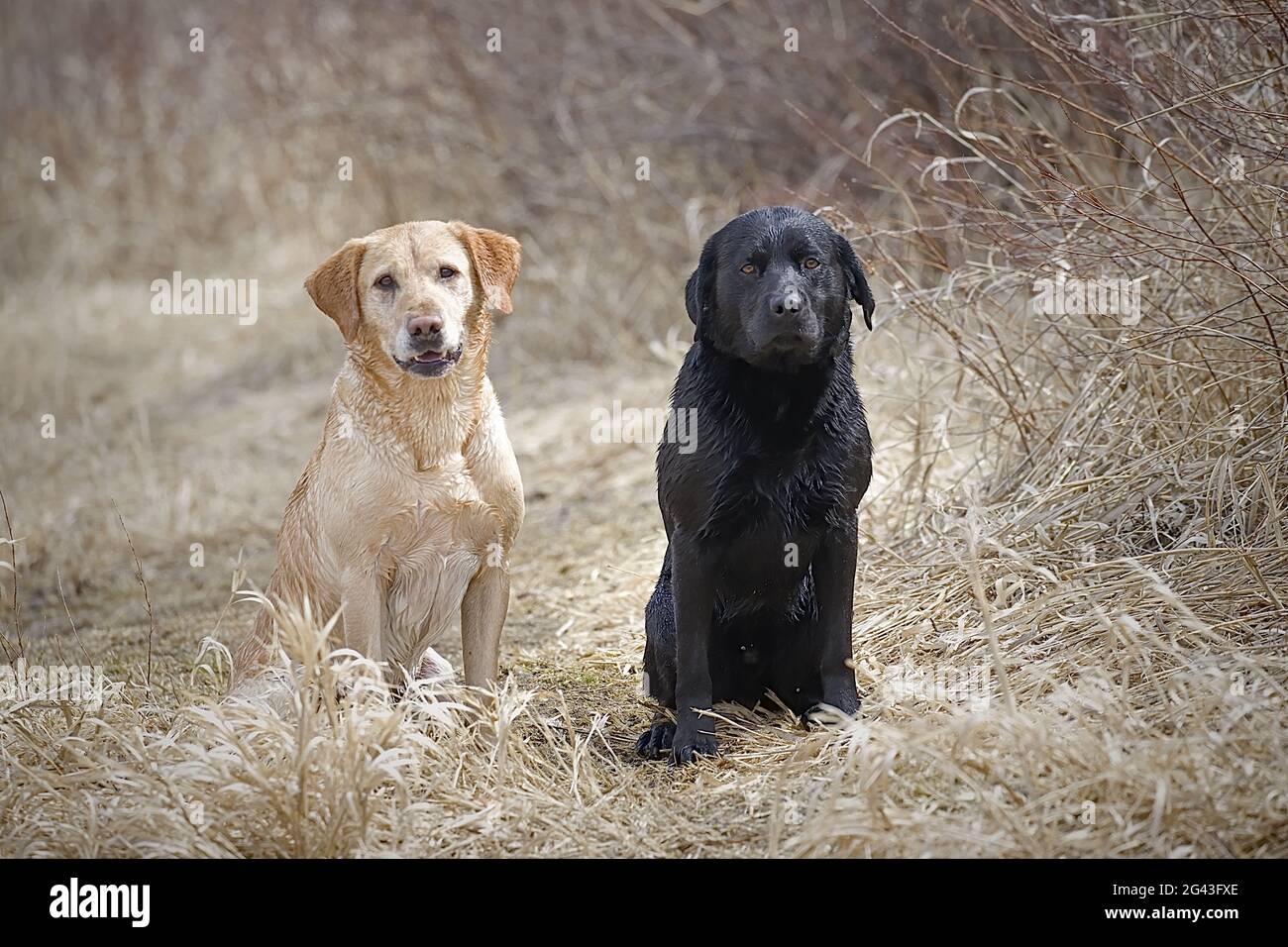 Bird dog hi-res stock photography and images - Alamy