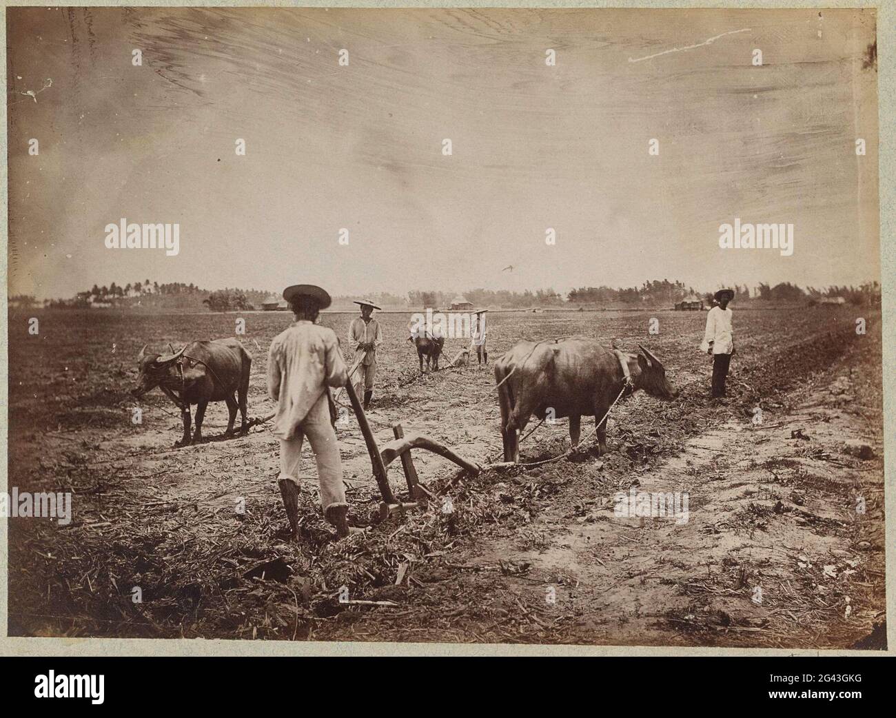 Four plowing farmers with oxen, presumably on the Philippines. Part of ...