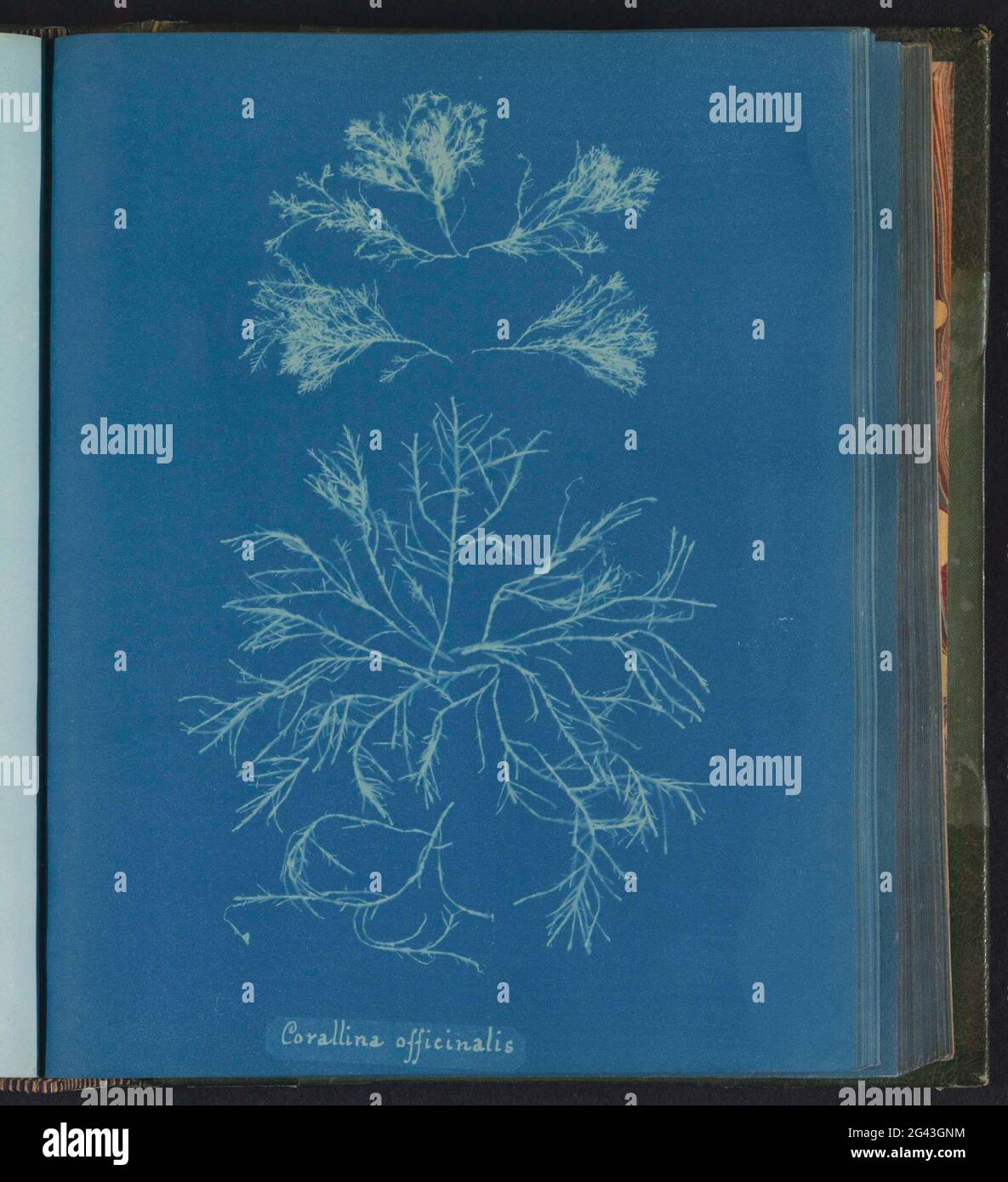 Corallina officinalis hi-res stock photography and images - Alamy