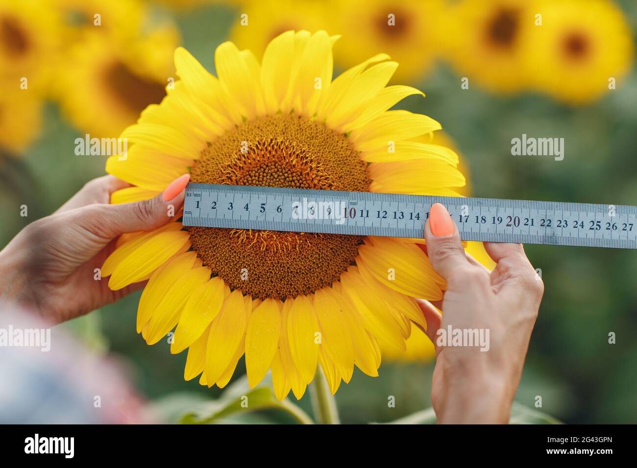 Hands with ruler checking size of flower at sunflower field. Harvesting ...