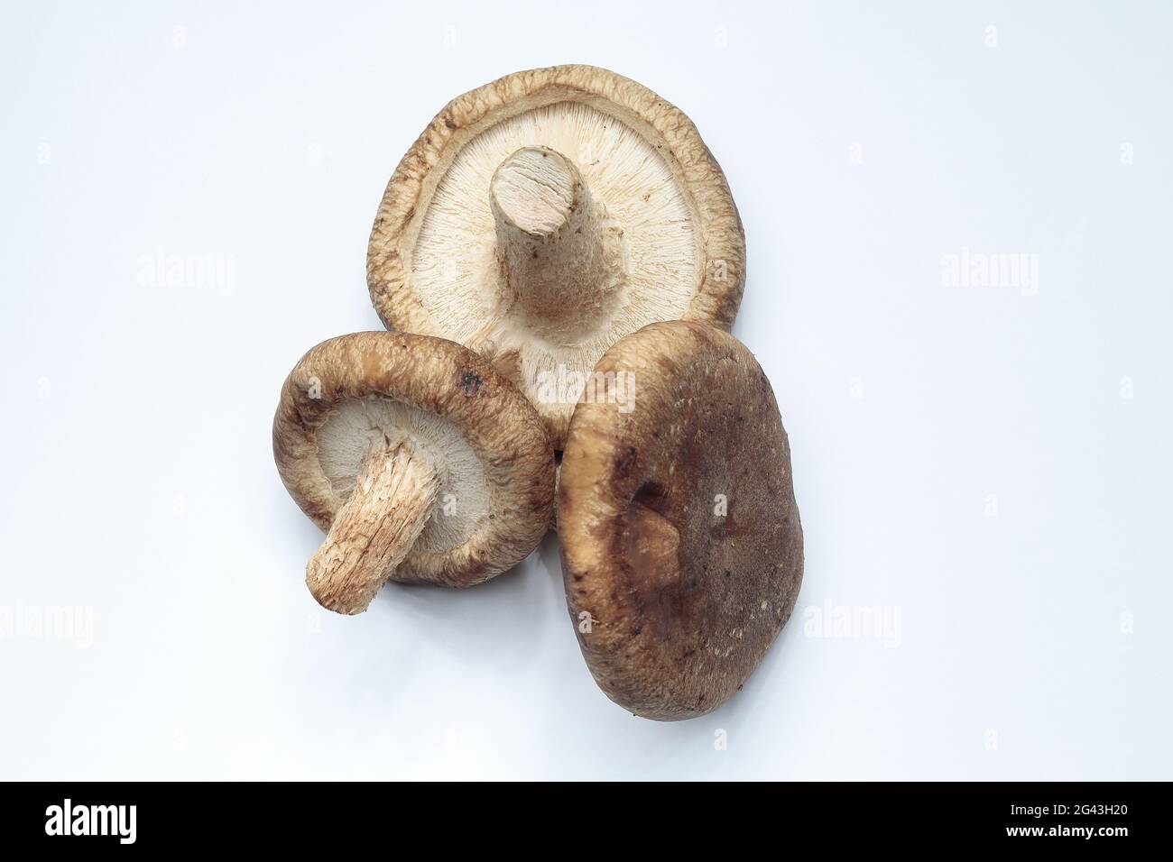 Macro shitake mushrooms hi-res stock photography and images - Alamy