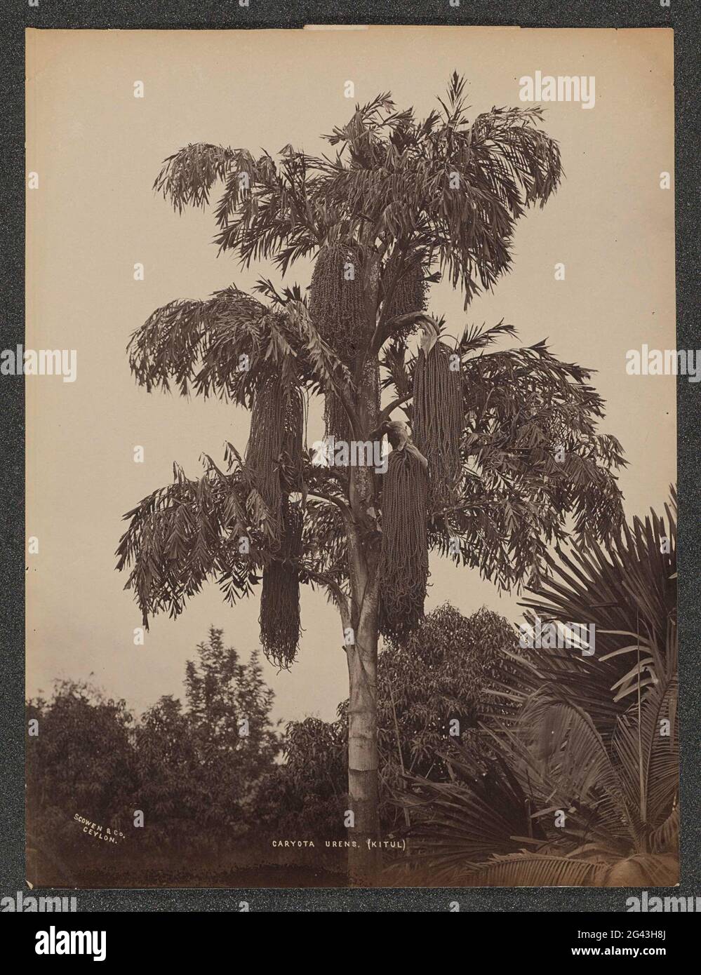 Kitul palm hi-res stock photography and images - Alamy