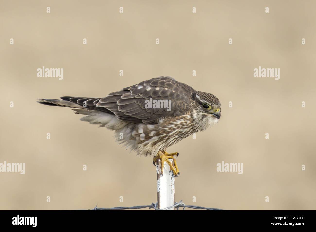 Alert falcon on a post Stock Photo - Alamy