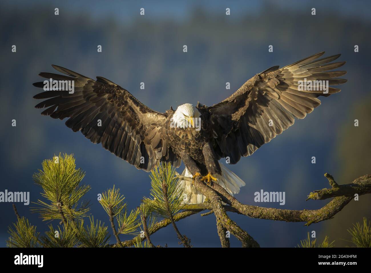 Eagle with open wings landing on branch Stock Photo - Alamy