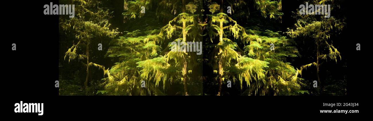 Sequoia trees with mirror effect, California, USA Stock Photo - Alamy