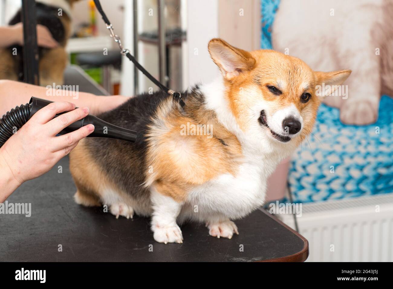 How Do You Groom Pembroke Welsh Corgi