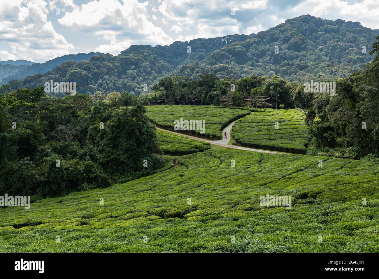 Road to luxury resort One Stock Photo - Alamy