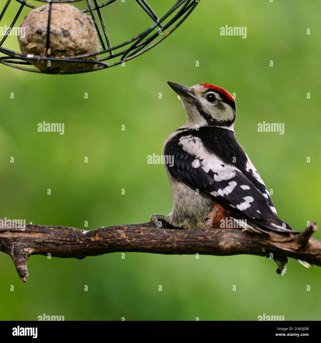 Juvenile great spotted woodpecker with a fat ball Stock Photo - Alamy