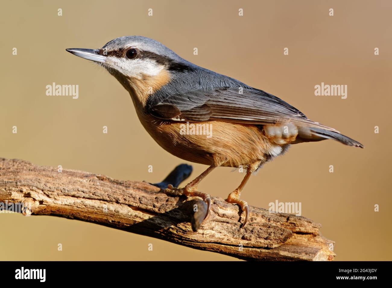 Hungry nuthatch sitta europaea hi-res stock photography and images - Alamy