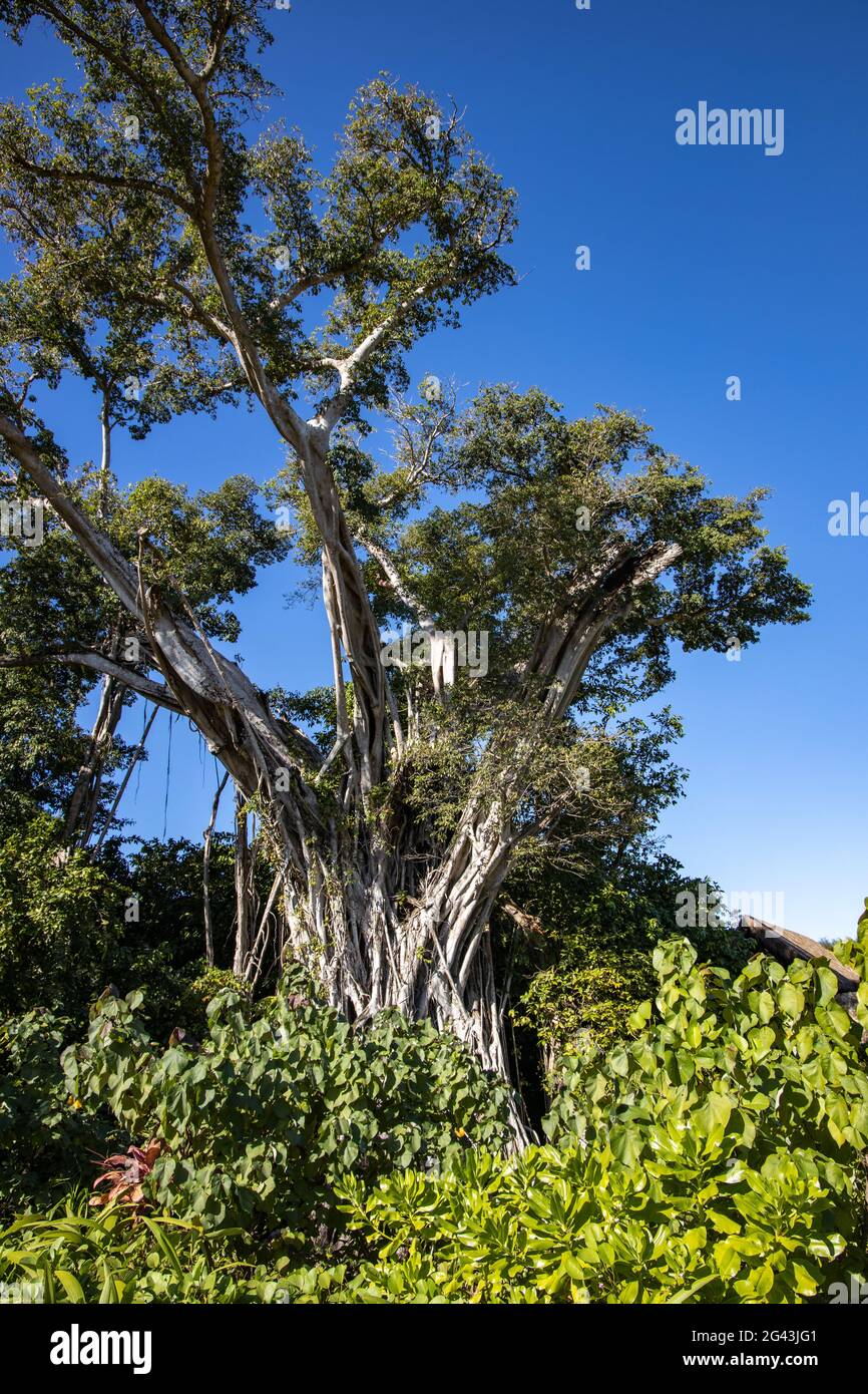 Majestic fig tree in the gardens of Six Senses Fiji Resort, Malolo ...