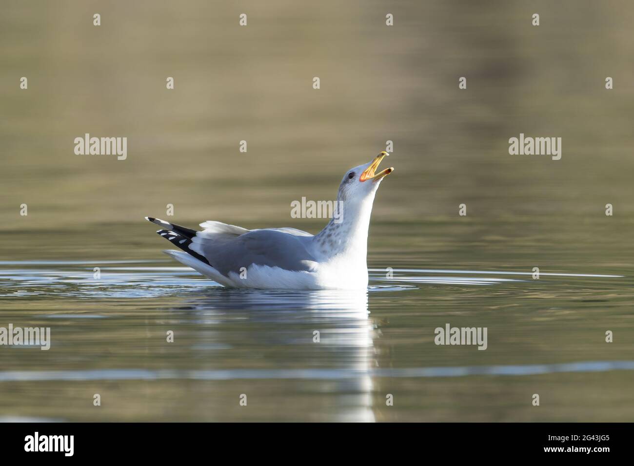 Seagull call hi-res stock photography and images - Alamy