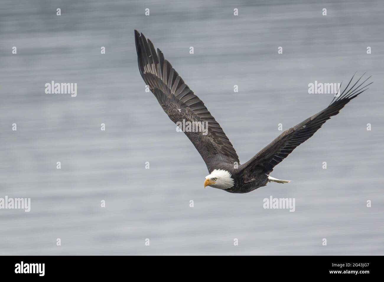 Bald eagle at water hi-res stock photography and images - Alamy