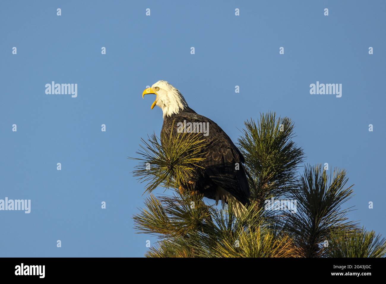 Eagle call hi-res stock photography and images - Alamy