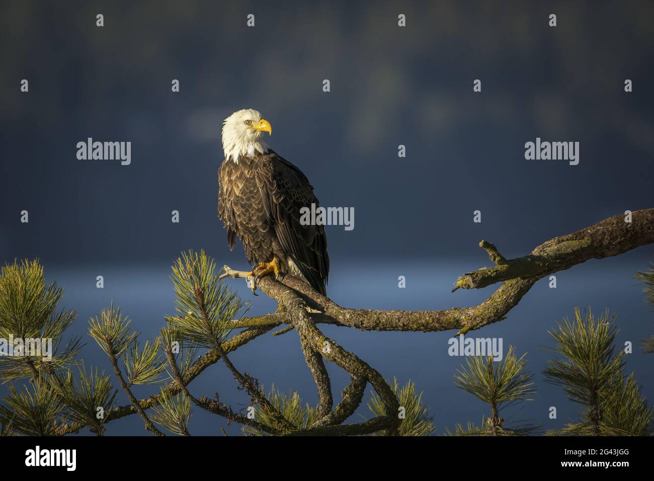 Side looking bird hi-res stock photography and images - Alamy