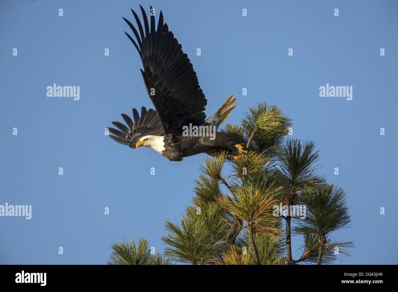 Bald eagle take off hi-res stock photography and images - Alamy