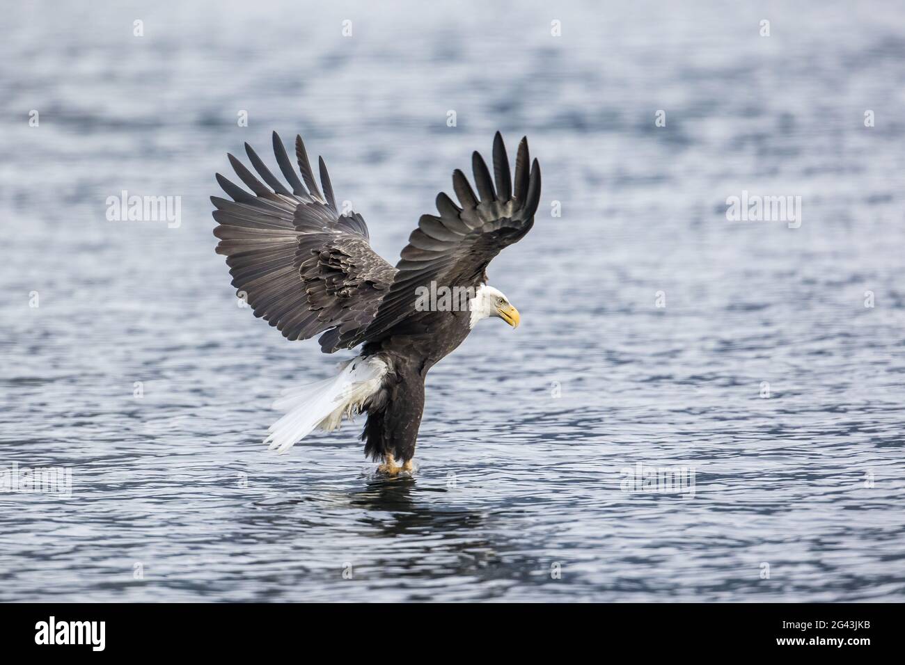 Eagle with a fish hi-res stock photography and images - Alamy