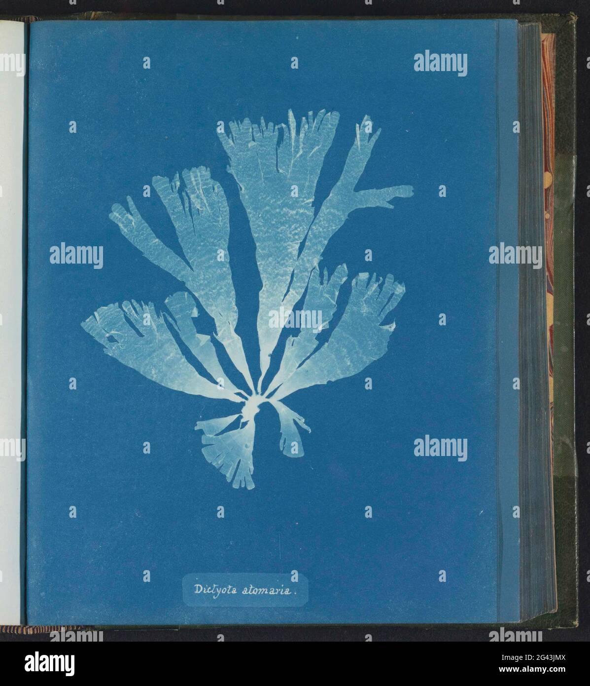 Dictyota atomaria hi-res stock photography and images - Alamy