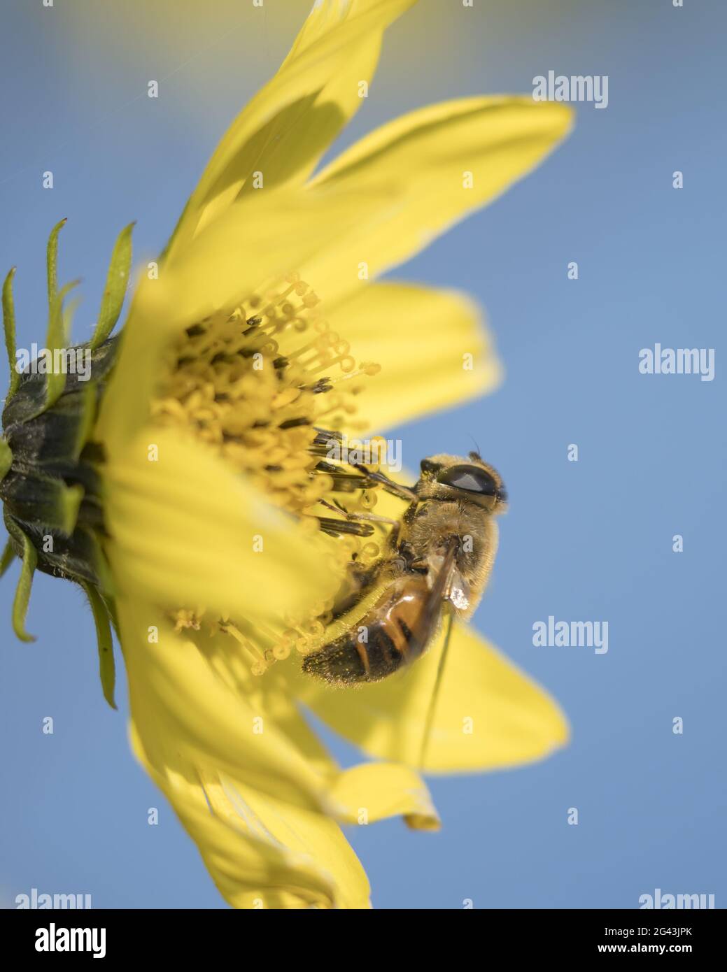 Macro side view of a honey bee Stock Photo - Alamy