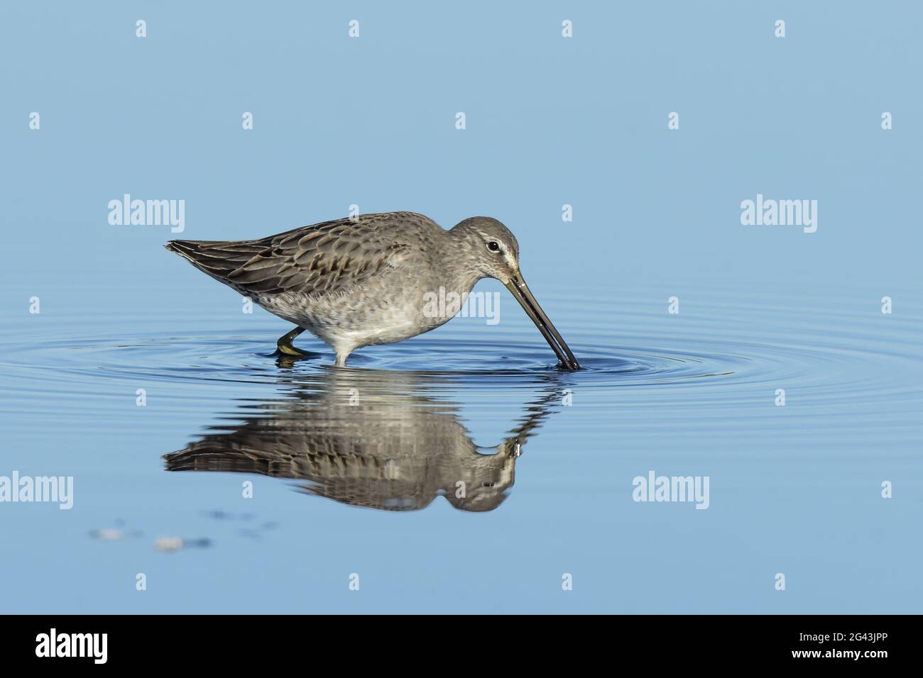Long billed dowitchers hi-res stock photography and images - Alamy