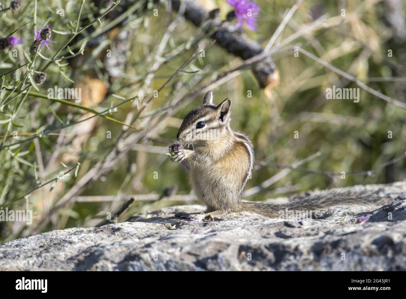 Chipmunk species hi-res stock photography and images - Alamy