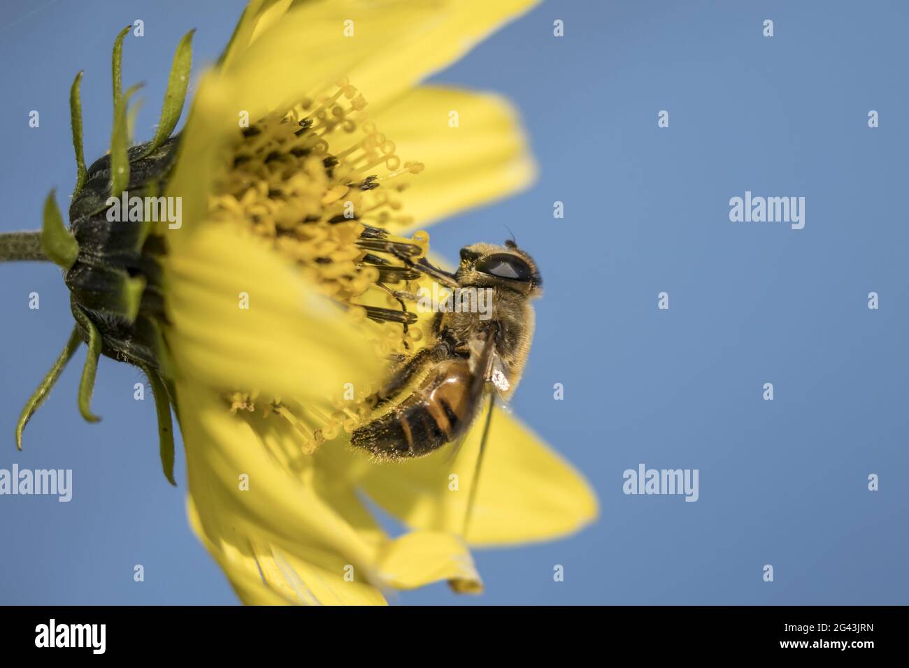 Bee side view hi-res stock photography and images - Alamy