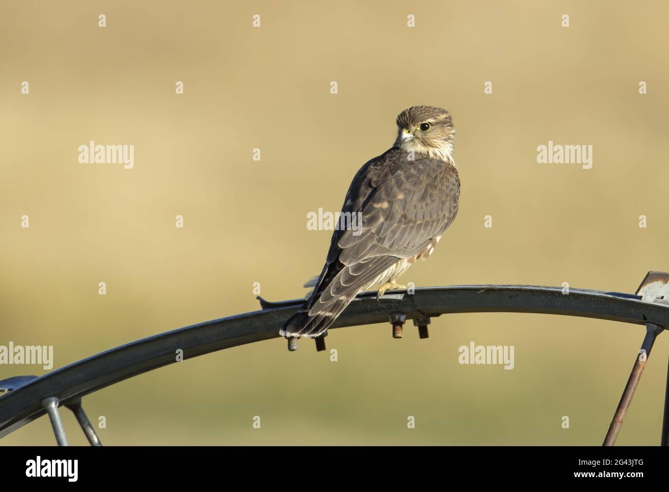 Merlin bird falcon hawk hi-res stock photography and images - Alamy