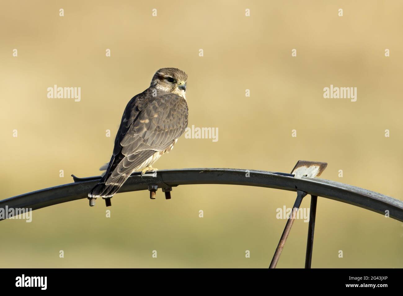 Merlin falcon hi-res stock photography and images - Alamy